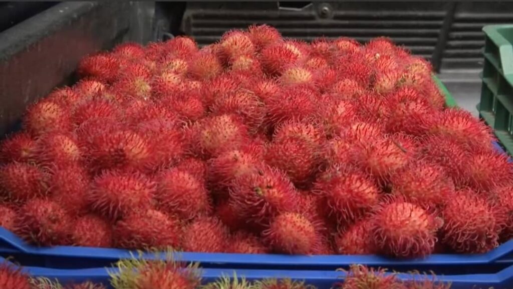 La Licha o Rambutan la fruta dulce y refrescante que se produce en el ...